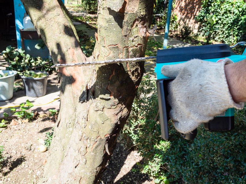 Professional Tree Lopping Services for Safer Trees